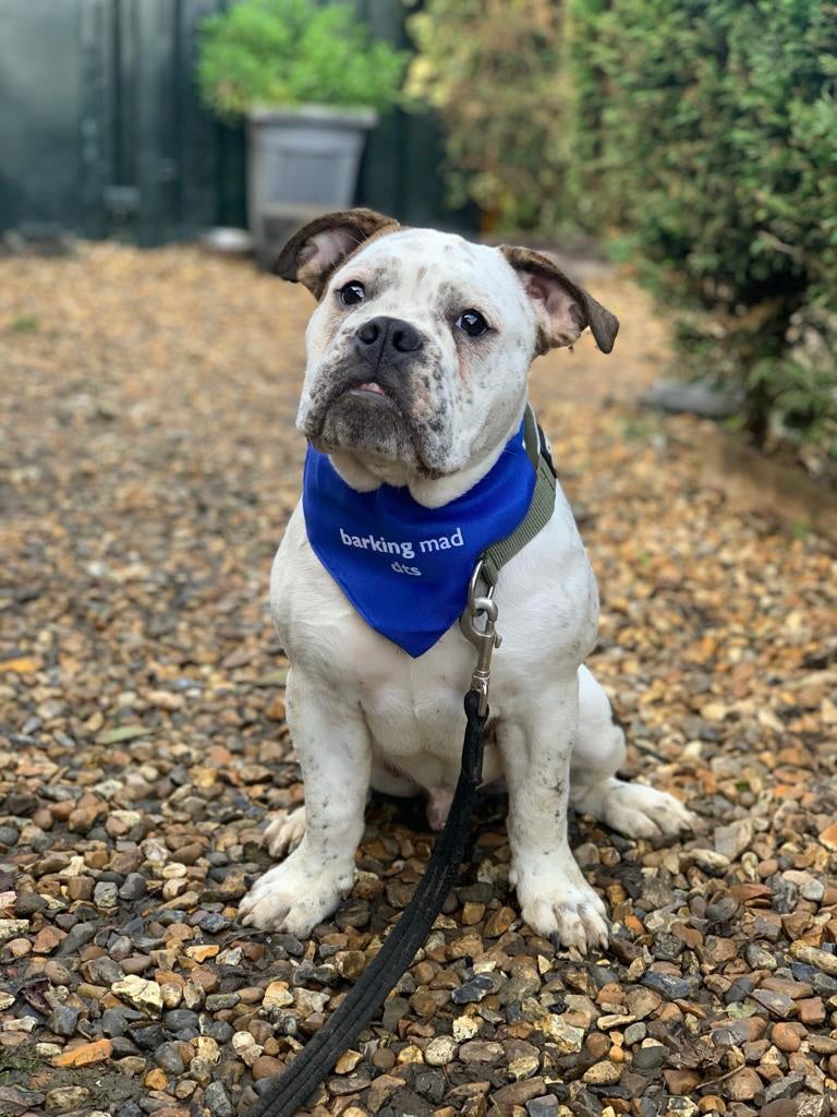 Home Meet the team Services Upcoming Courses Online Training Shop ...